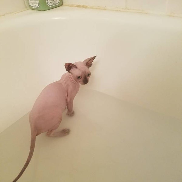 Hairless Pet Shampoo & Conditioner Set | Natural Sphynx Cat Shampoo ...