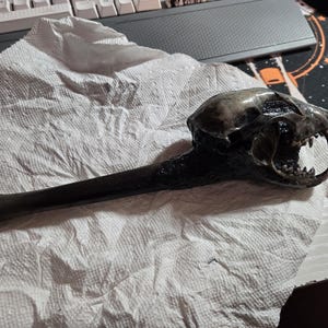 Nature Cleaned Goat Jaws Lots - Etsy
