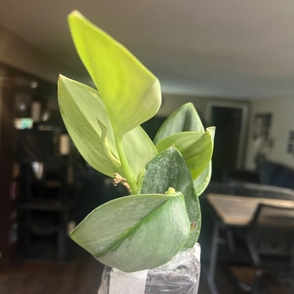 Sterling Silver Pothos Houseplants Live Plant in Pot Indoor Small ...