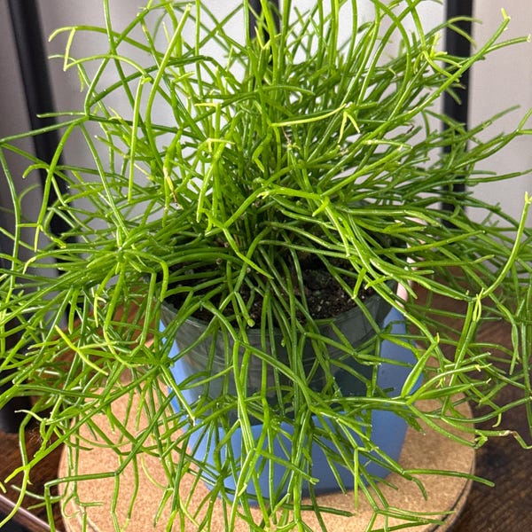 4” Blue Oil Fern Pot With Multiple Plants and Growth - Rare Microsorum ...