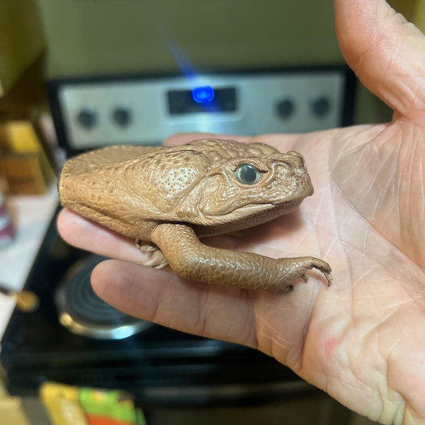 Cane Toad Coin Purse - Etsy