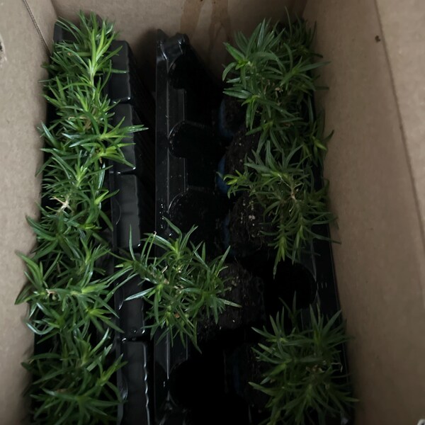5 KISS and TELL Dianthus / Mini Carnation Live Perennial Live Starter ...