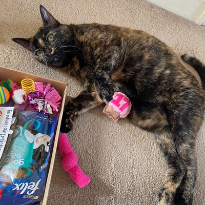 Personalised Cat Birthday Gift Box, Gotcha Day Presents, Pet ...