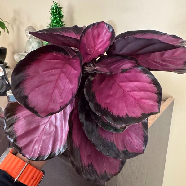 Scindapsus Pictus Platinum Java - 6" From Myplants - Etsy