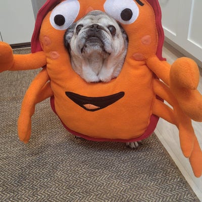 CORN DOGS or Kitty Corn Corn Coat for Cats & Dogs - Etsy