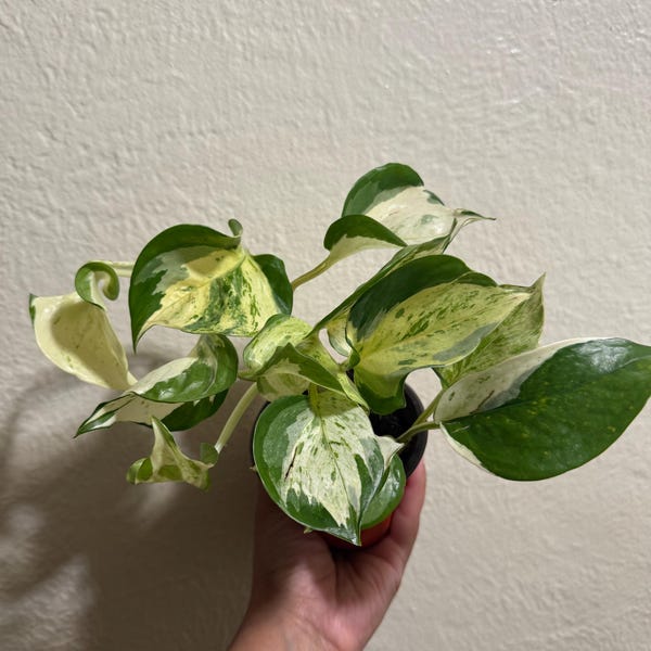 Starter Plant Thanksgiving/ Holiday Cactus "limelight Dancer" in a 3 ...