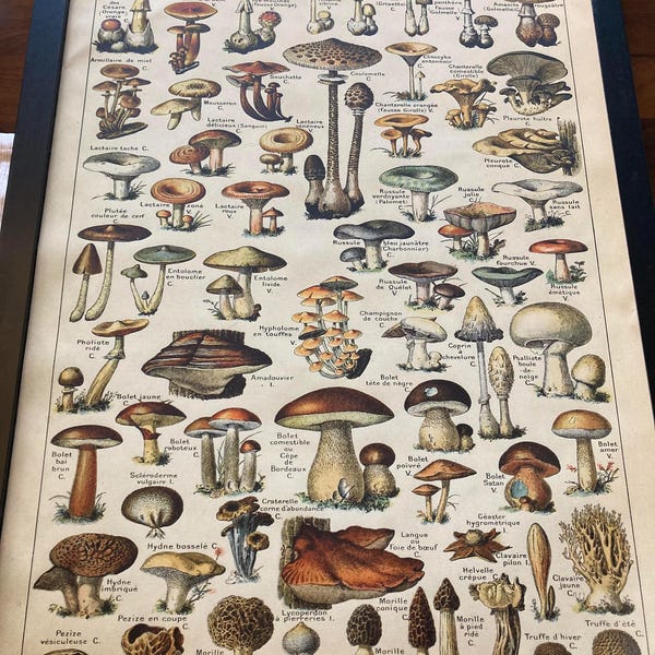 Vintage Wall Posters | Animals and Insects Wall Pictures | Mushrooms ...