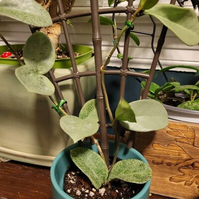 Hoya Carnosa Nova Ghost, NV9, Rooted Healthy, Silvery Leaves, Rare Find - Etsy