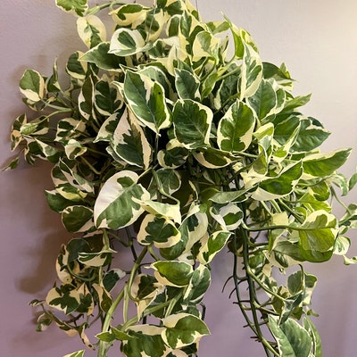 XXL Large Trailing Size 6 N Joy Pothos Trailing plant Similar to ...