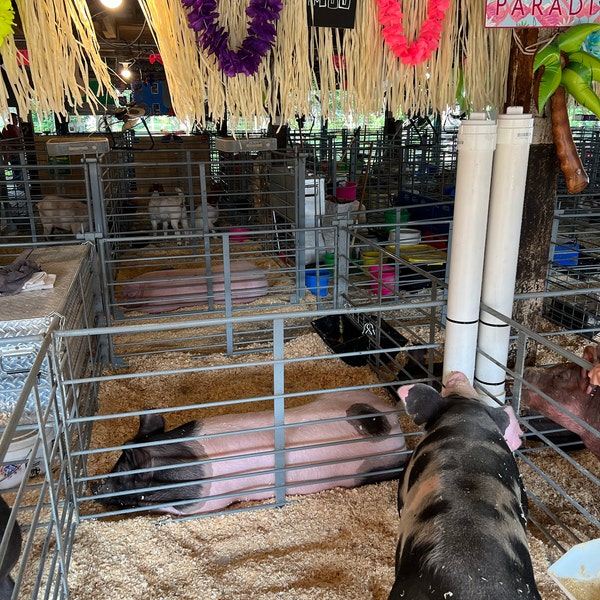 Show Pig Stall Sign, Wood Livestock Show Sign With 3D Raised Letters ...