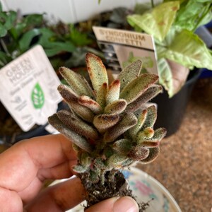 Handmade Charcoal Grey Ceramic Henry Hamster Footed Planter | Etsy