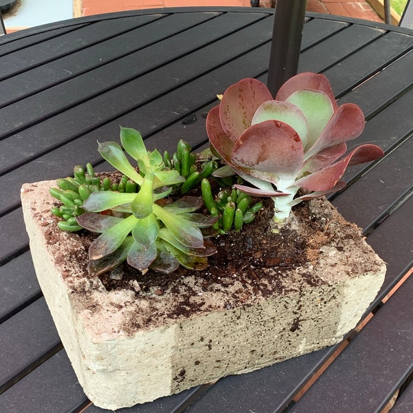 Natural Forest Mulch/humus (organic Additive for Soils and Substrates ...