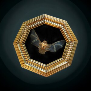 5 Spiders Scorpions Etc. Mounted Full Data Riker Measures 6 - Etsy