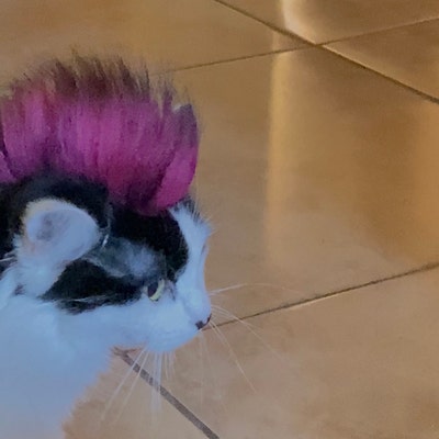 Cat Mohawk - Etsy