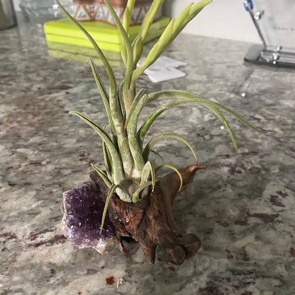 Geode Planter/ Cement Planter/ Small Plant Pot/ Brazilian Amethyst ...