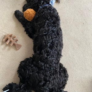 Dog Tag Bunny Chaser Dog Tag Funny Pet Tag Dog ID Tag Bunny Rabbit Dog ...