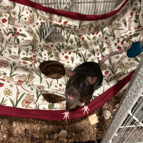 Rat Fall Breaker, Rat Fall Safe, Rat Cage Hammock, Rat Cage, (fall ...