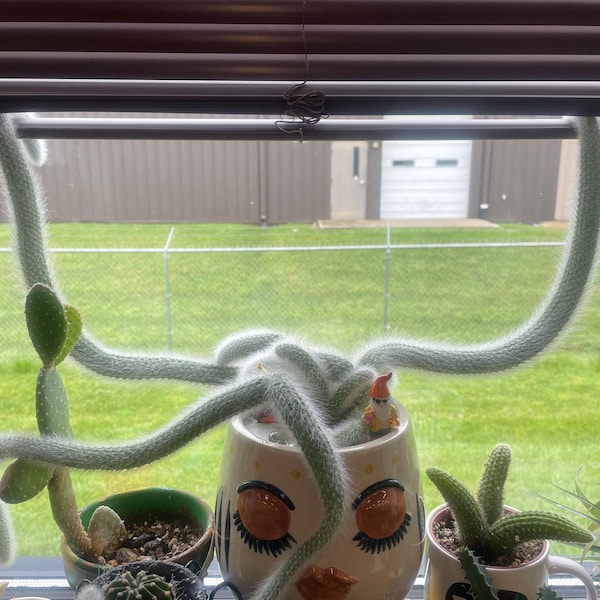 Rhipsalis Baccifera Subs. Horrida - Mouse Tail Cactus - 2" Inch Pot - Etsy