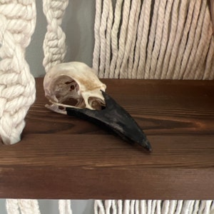 Crow Skull Real Natural Corvus Carone Raven Corvid Taxidermy Gothic ...