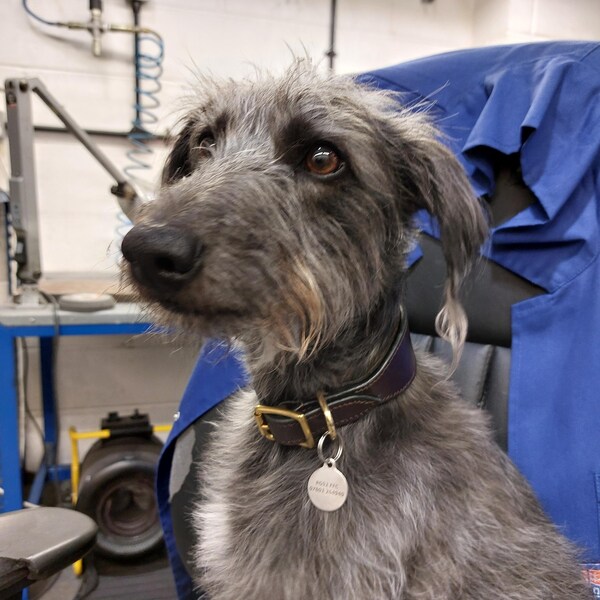 The 'willow' Lurcher Collar. Beautiful English Bridle Leather Collar ...