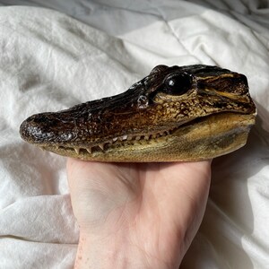 ALLIGATOR BONE DUST Voodoo Hoodoo Wicca Gothic Oddity - Etsy