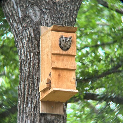 Owl Nesting Box Handmade - Etsy