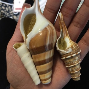 The Magic Conch Mini Size Caramel by Shellpipe free Pipe & Screens W ...