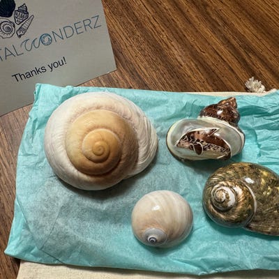 Conch Florida King Crown Conch Seashell Handpicked on Marco Island or ...