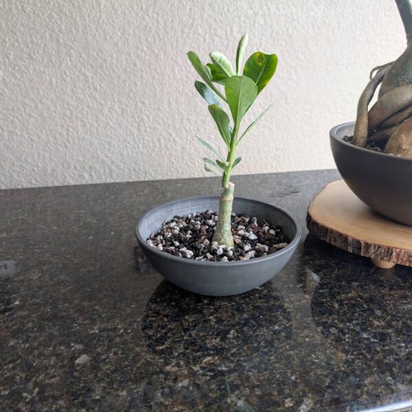 1 Grafted Double"black Purple" Adenium Obessum/desert Rose Plant. 4-6 ...