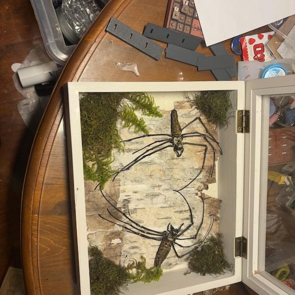 The GIANT Centipede (scolopendra Subspinipes) | Framed & Mounted ...