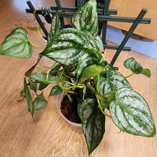 Albo Pothos Epipremnum Pinnatum Albo Variegated 4.5 Pot Rare Plant - Etsy