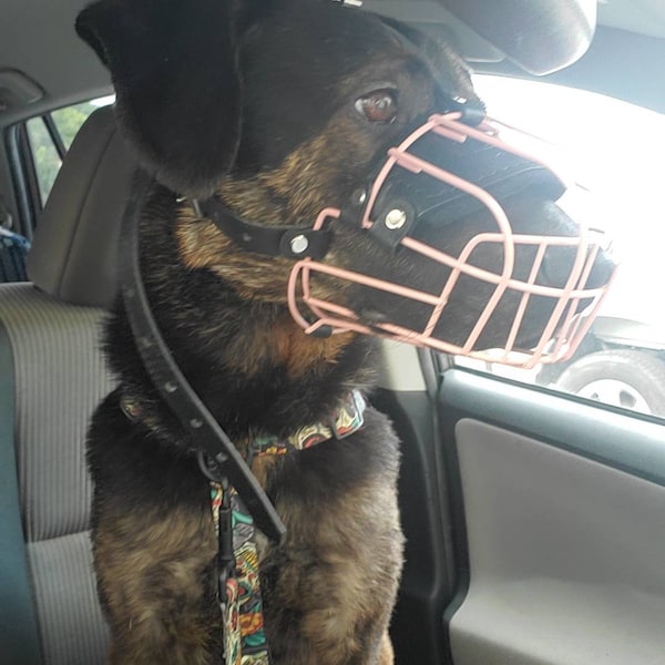 Custom Powder Coated Metal Wire Basket Dog Muzzle - Etsy