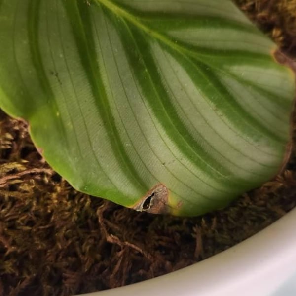 Calathea Orbifolia Starter Plant: Round Foliage Tropical Plant (***all ...