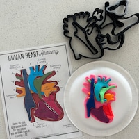 Buy Heart Anatomy Printable Activity, Human Body Game, About Me, Heart ...