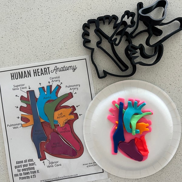 Heart Anatomy Printable Activity, Human Body Game, About Me, Heart ...