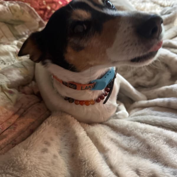 Lithotherapy and Anti-ticks Collar for Dog, Anti-anxiety and ...