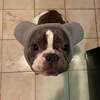 Frenchiestore Organic Dog Frenchie Ear Warmers | Blue Frenchie (grey ...