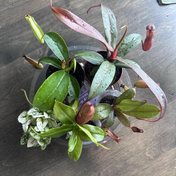 Columnea Gloriosa “flying Goldfish Plant” Starter Plant **(ALL Plants ...