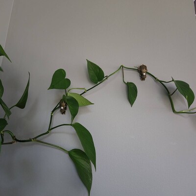 Follow Alice Silicone Mold 5 X 8 Inch Wonderland Tea Set Watch for ...