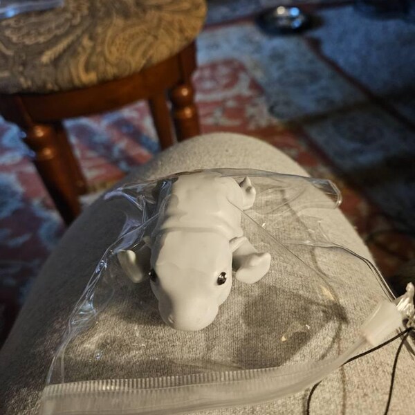 SQUISHY Desert Rain Frog. Cute Butt Frog Fidget Weirdcore Desk Toy for ...