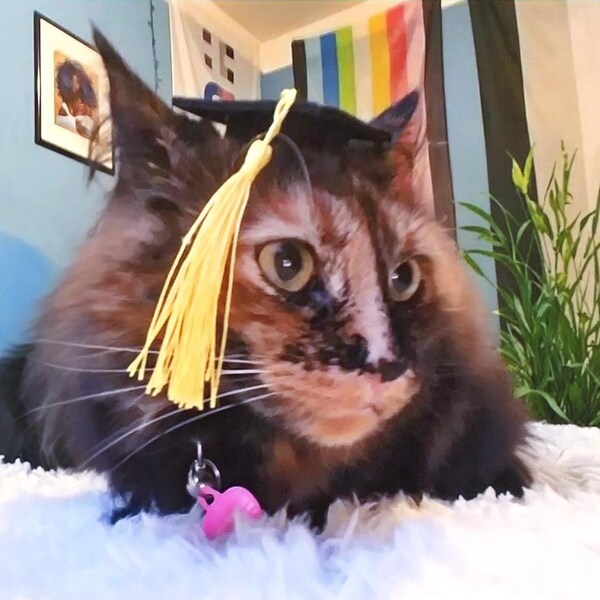 Mini-sized Graduation Cap Cat Hat for Your Cat FREE SHIPPING! Add-on ...