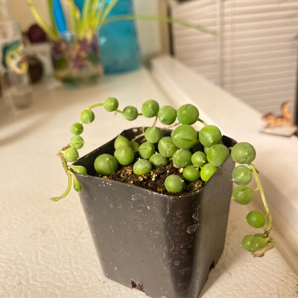 Peperomia 'ruby Cascade' Succulent Plant - Etsy