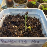 HEAVEN BLUE MILKWEED Tweedia Seeds - Rare Blue Milkweed / Blue Milkweed ...