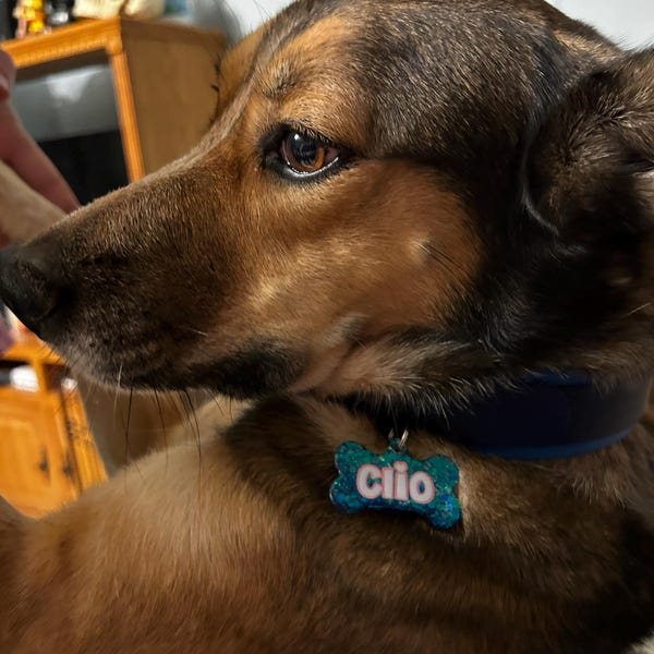 Custom Resin Dog Tag, Design Your Own Dog Tag, Custom Pet ID Tag, Puppy ...