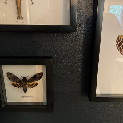 Framed Rhino Beetle Taxidermy Museum Display 6.5x6.5 - Etsy