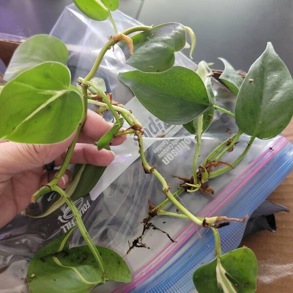 Anthurium Zara X Michelle Doc Block Hybrid - Etsy