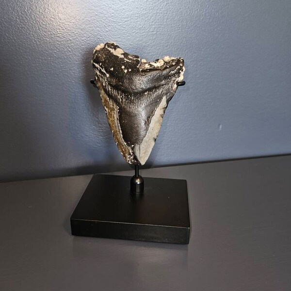 Top Selling! 4"megalodon Shark Tooth Display Stand Fossil Teeth for 4 ...