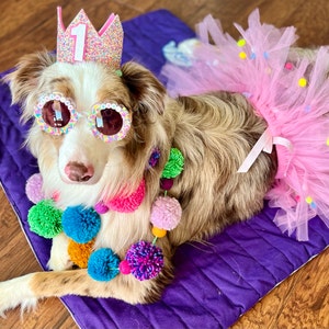 Cat Birthday Hat Pet Party Hat Puppy Birthday First - Etsy