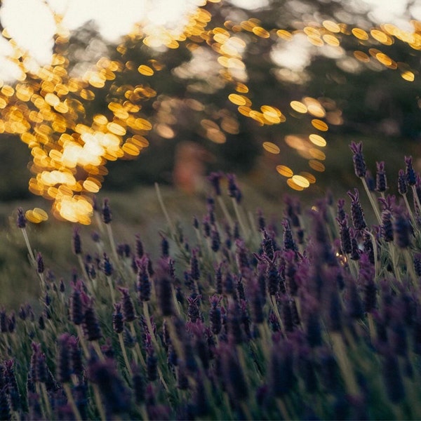 ANAMORPHIC Helios 44m 2/58mm Cine Mod Lens, Sony Nex Mount Vintage Lens ...