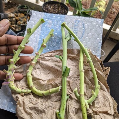 Purple Tree Collards 4 Rooted Plants Perennials - Etsy